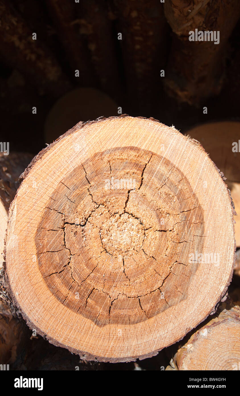 Rotten heartwood in pine ( pinus sylvestris ) log Stock Photo - Alamy