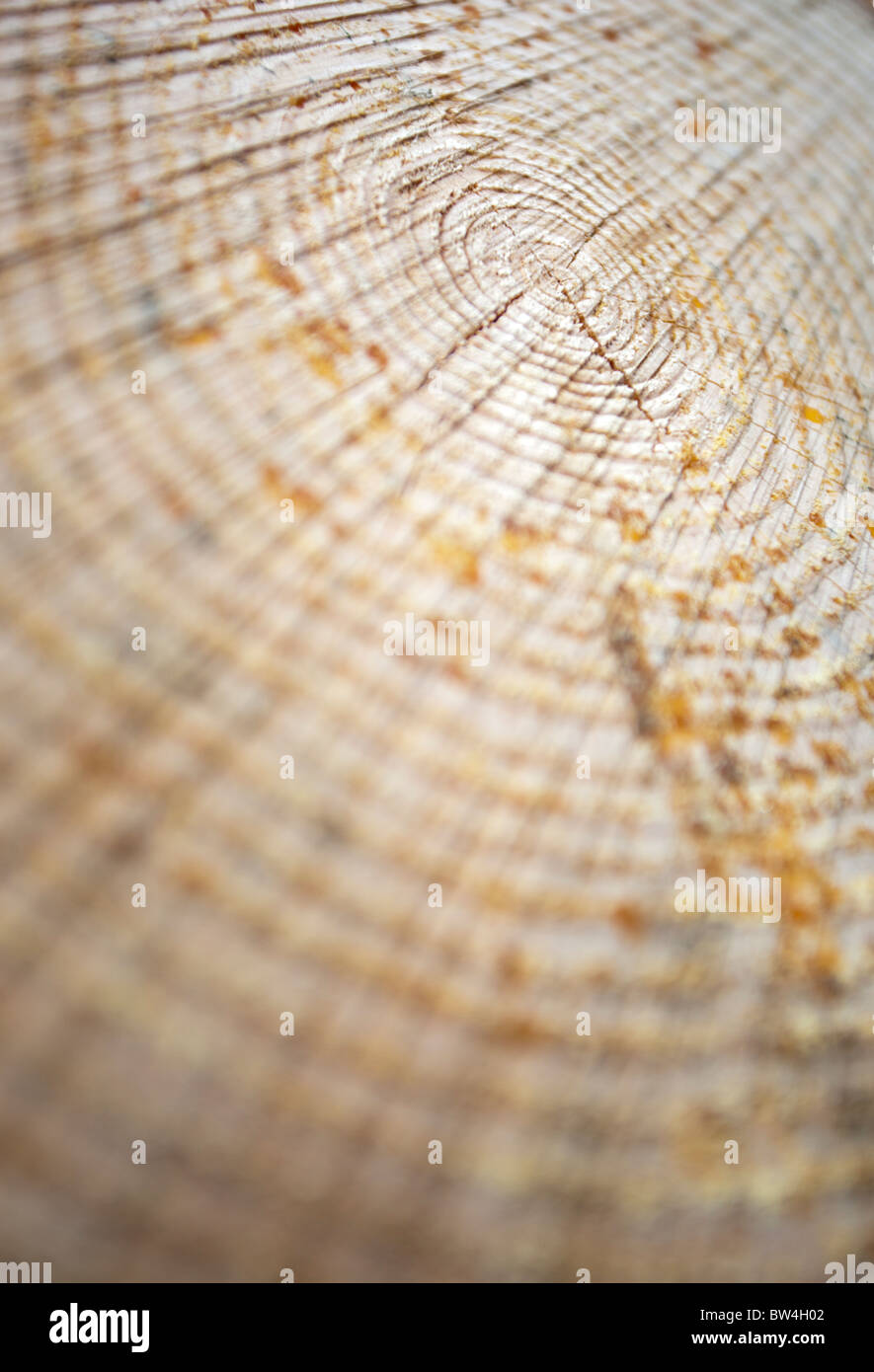 Cross section pine tree pinus hi-res stock photography and images - Alamy