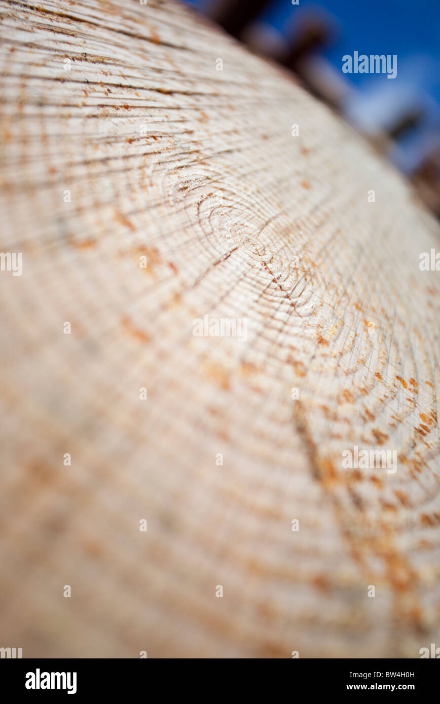 Closeup of pine ( pinus sylvestris ) log annual rings Stock Photo - Alamy