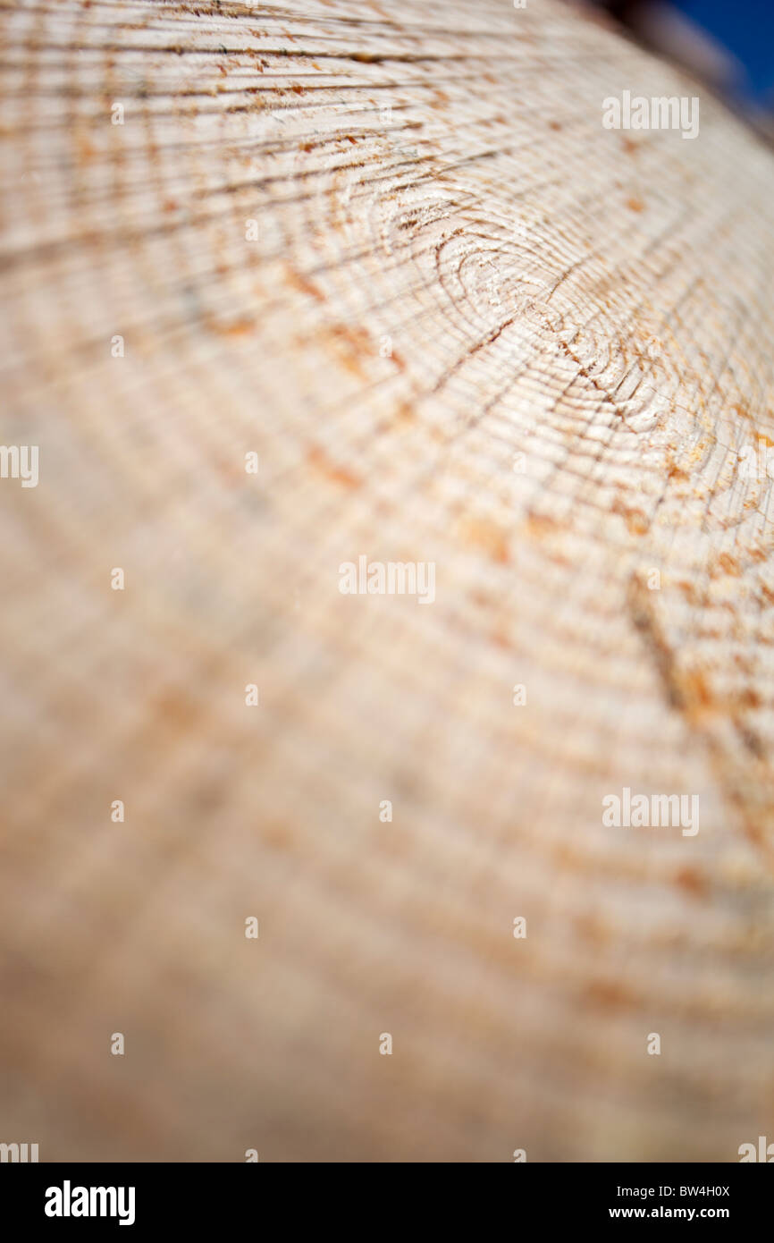 Pine ( pinus sylvestris ) log growth rings Stock Photo - Alamy