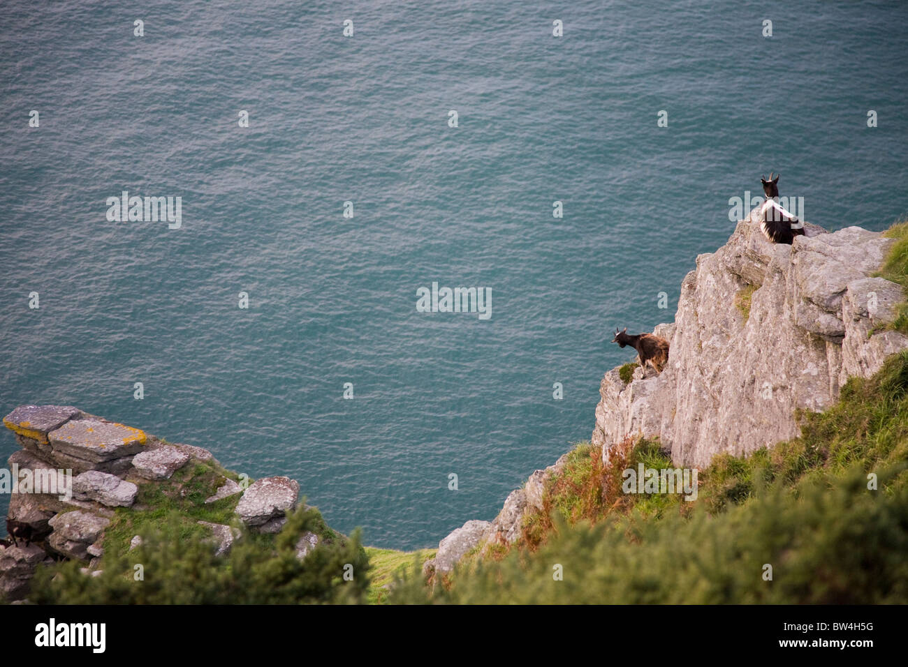 Goats on a cliff near Lynton, Valley of the Rocks Stock Photo - Alamy