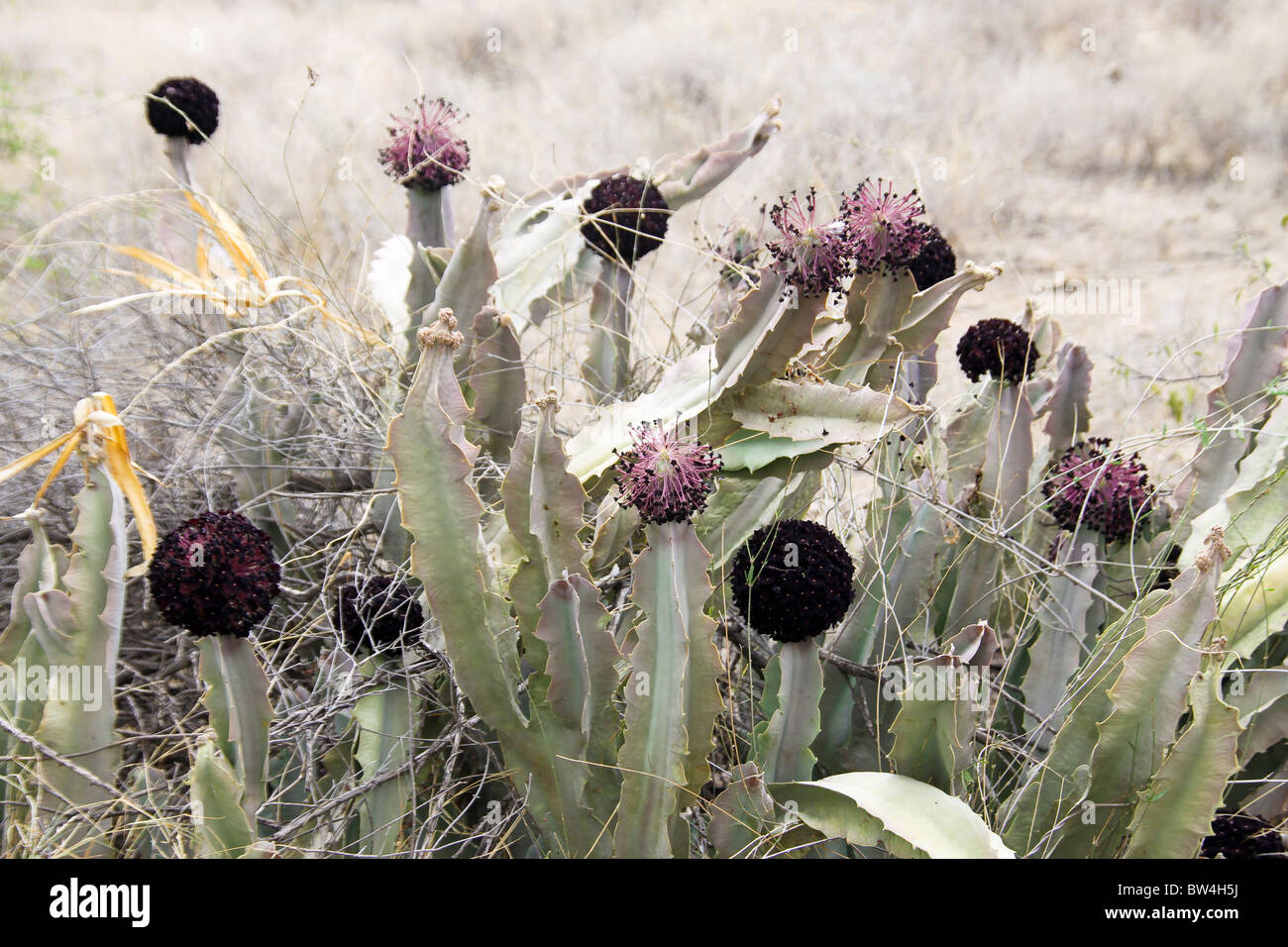 Ethiopia, Caralluma flower Stock Photo - Alamy