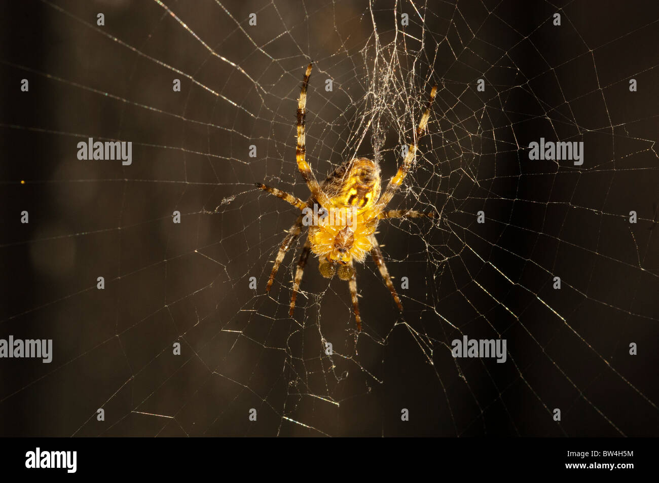 Insect nets hi-res stock photography and images - Alamy