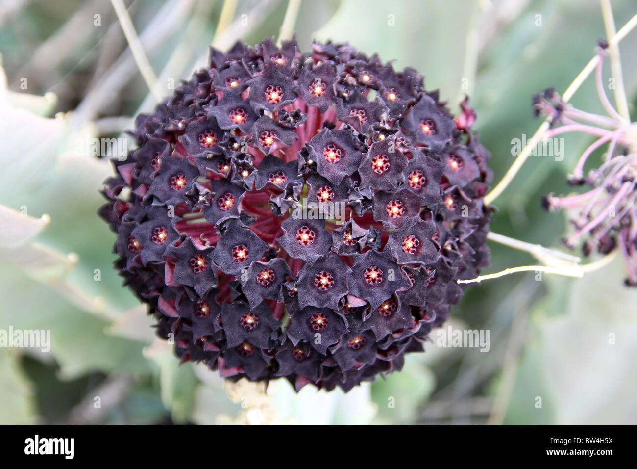 Caralluma hi-res stock photography and images - Alamy
