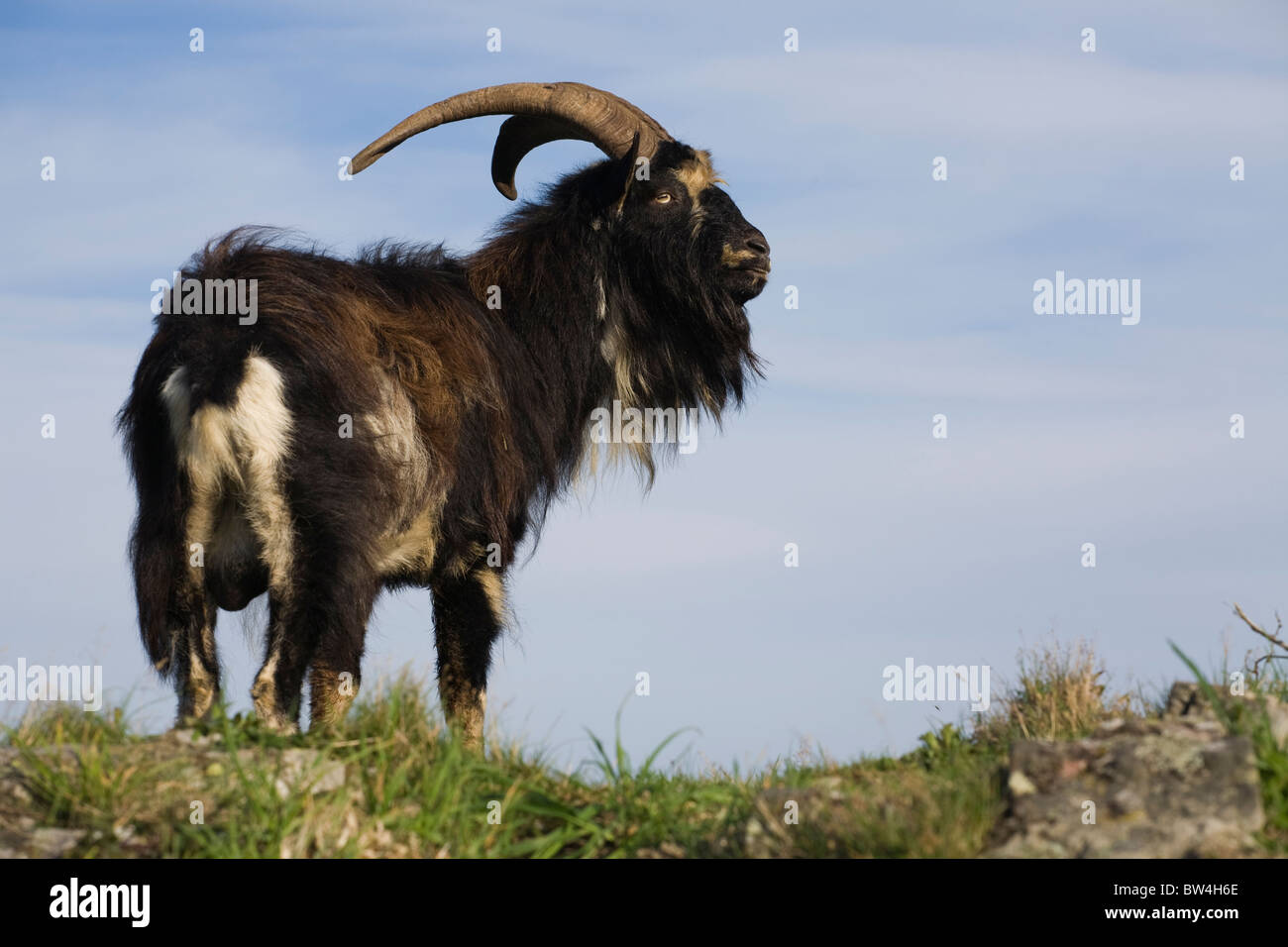Feral Goat in Valley of the Rocks, Lynton Stock Photo - Alamy