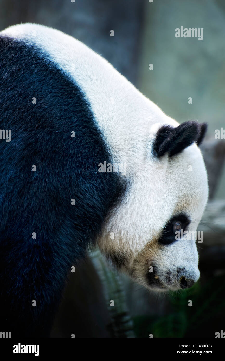 giant panda bear looking in pond Stock Photo - Alamy