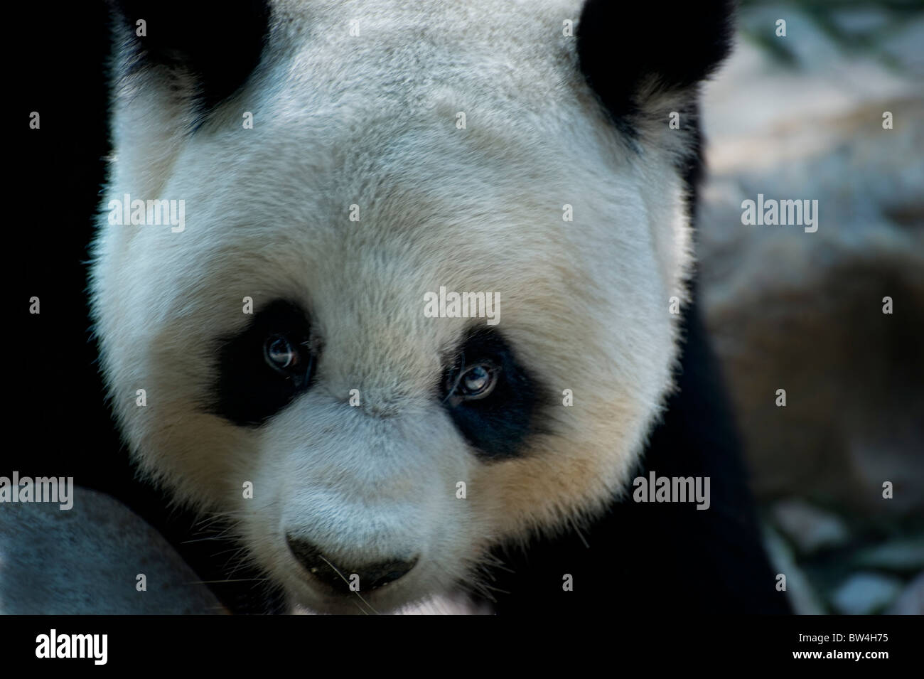 Panda eyes hi-res stock photography and images - Alamy