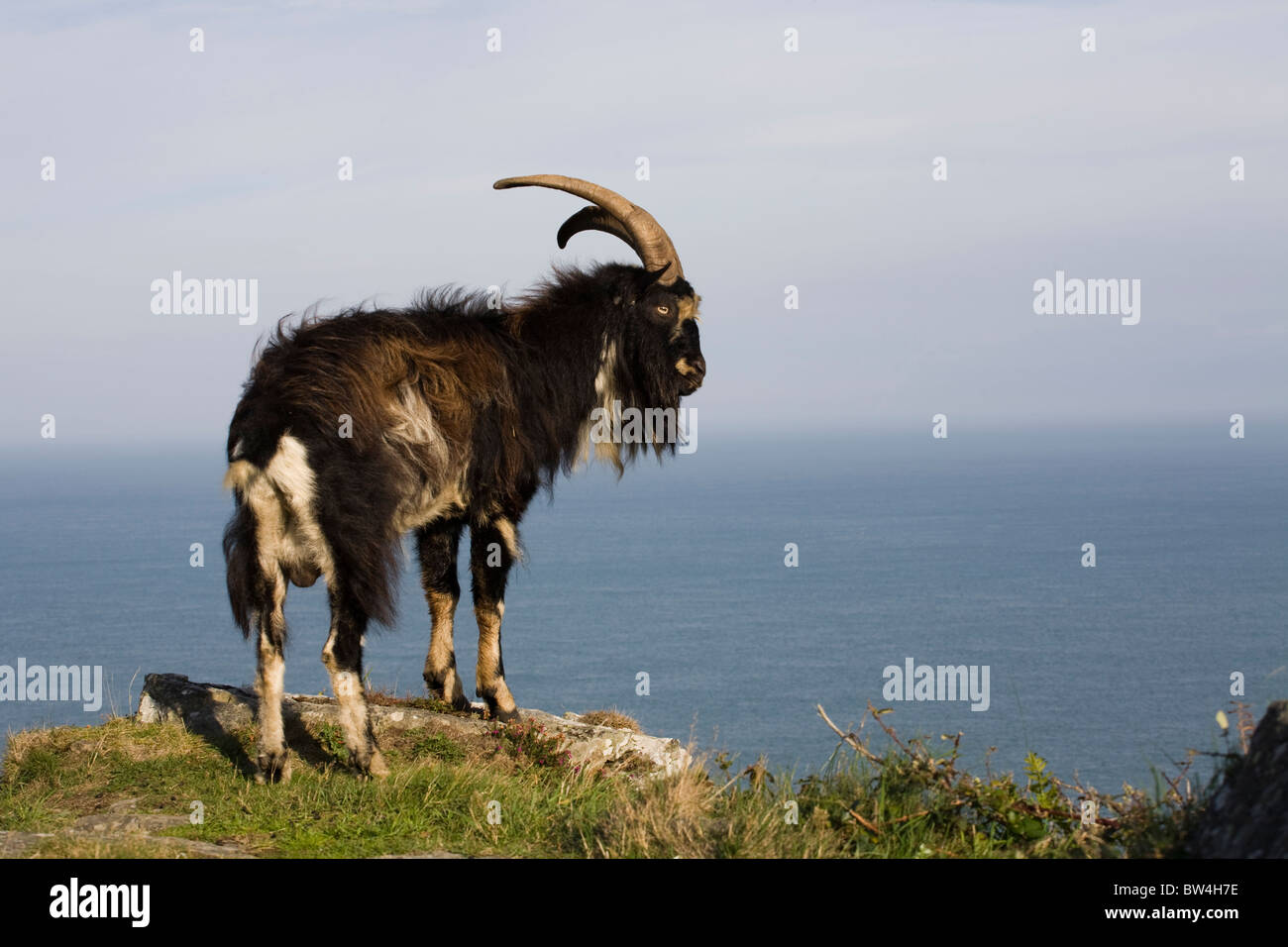 Feral Goat in Valley of the Rocks, Lynton Stock Photo - Alamy