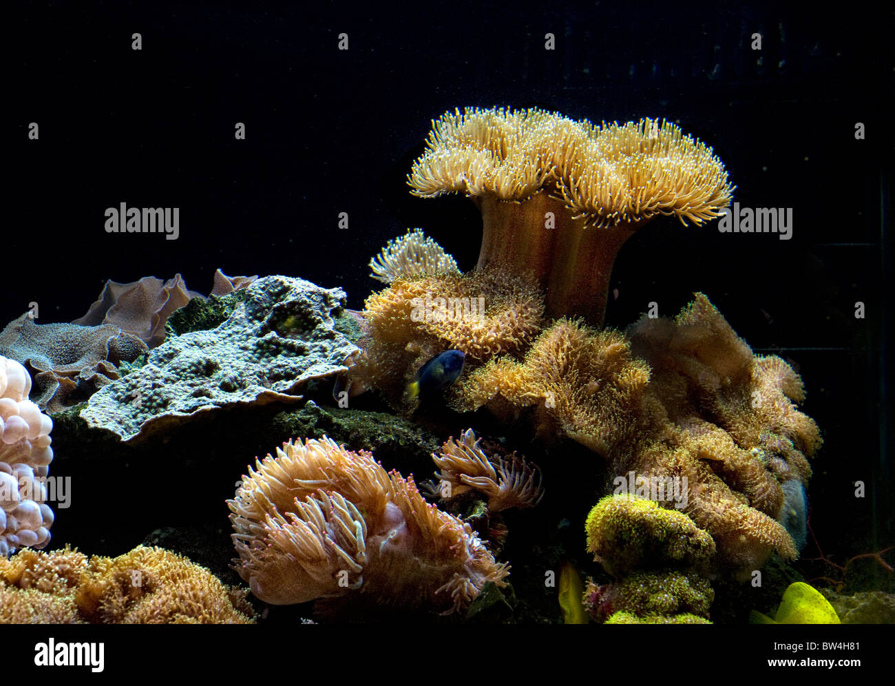 Adhesive Sea Anemone High Resolution Stock Photography and Images - Alamy