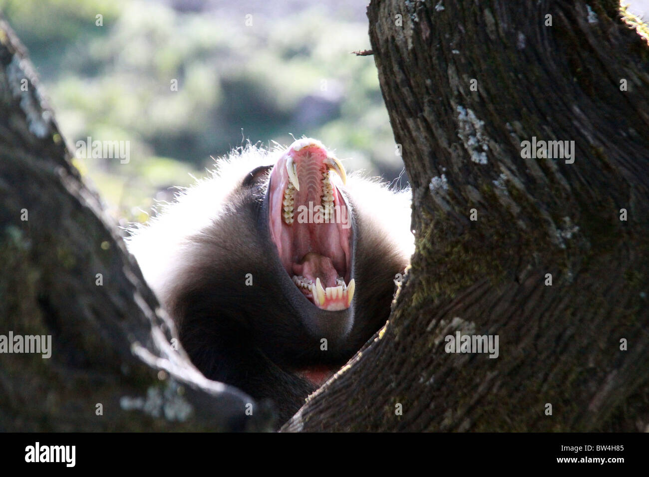 Africa, Ethiopia, Simien mountains, male Gelada monkey Theropithecus ...