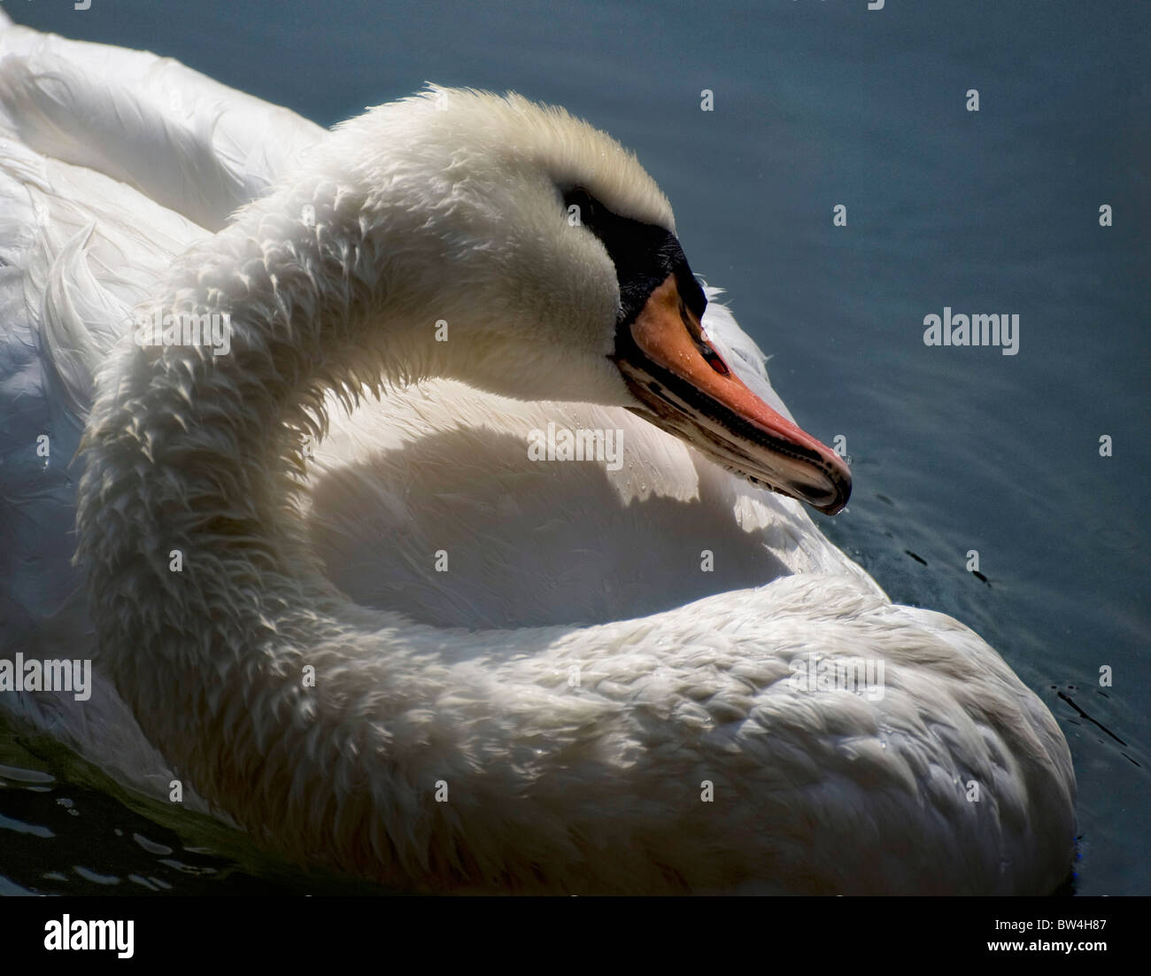 White swan ducks hi-res stock photography and images - Alamy