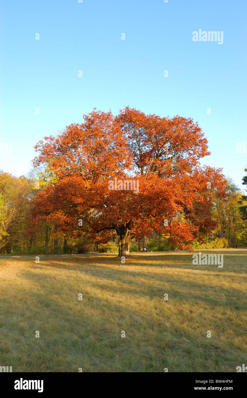 Ukraine forest red hi-res stock photography and images - Alamy