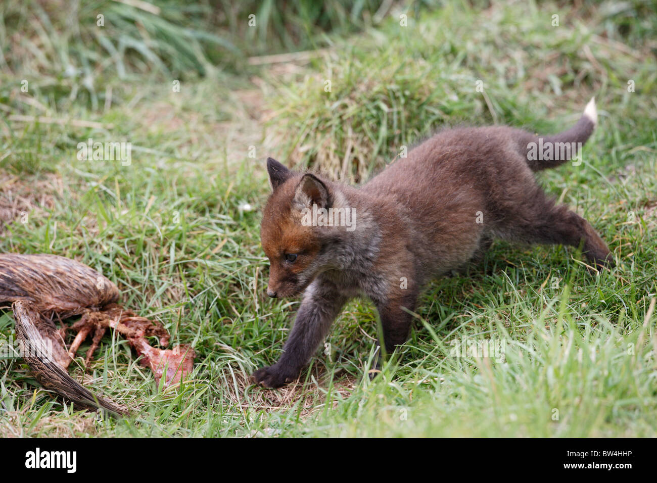 Fox and pheasant hi-res stock photography and images - Alamy