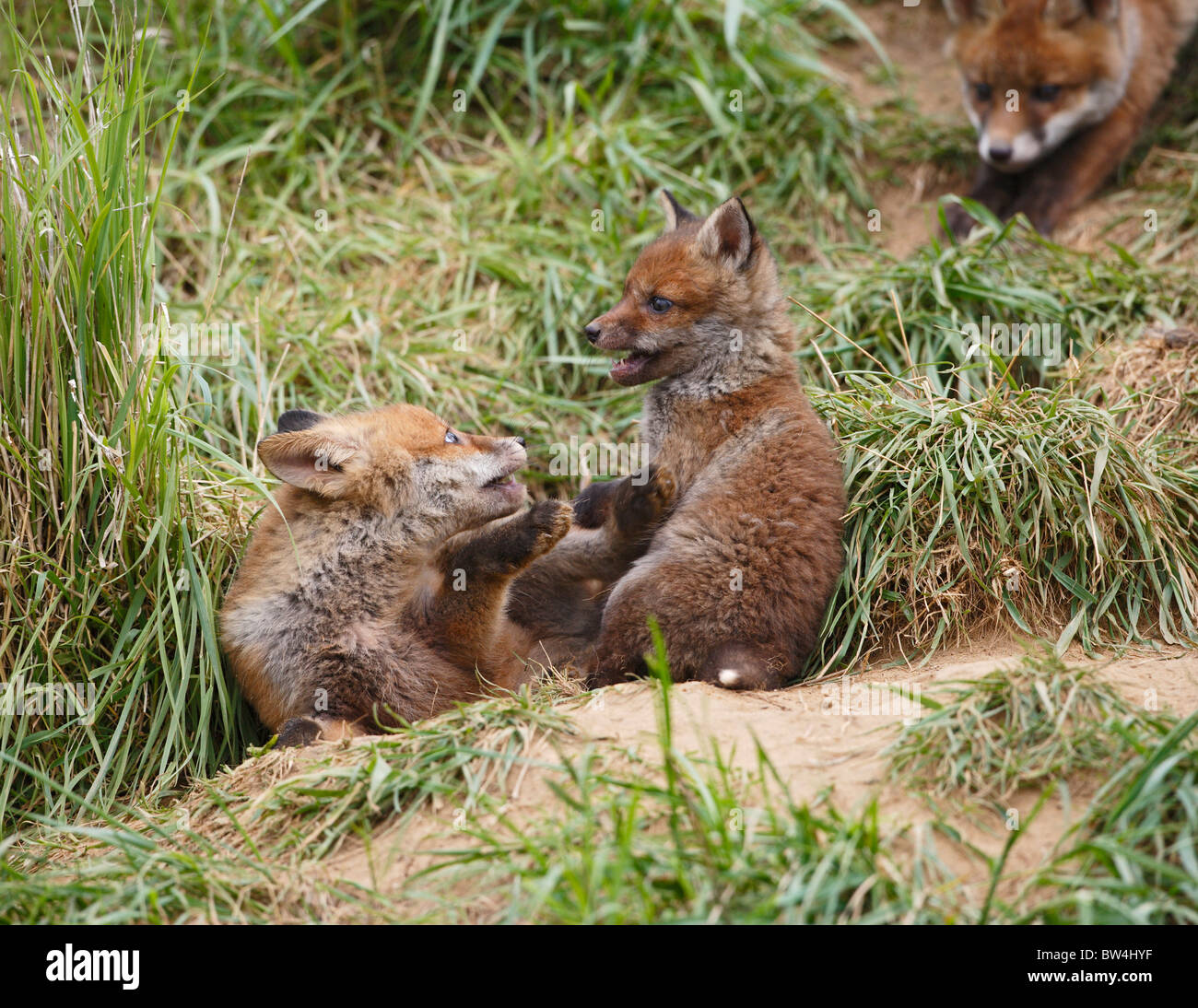 Red fox ( Vulpes vulpes ) cubs play fighting Stock Photo - Alamy