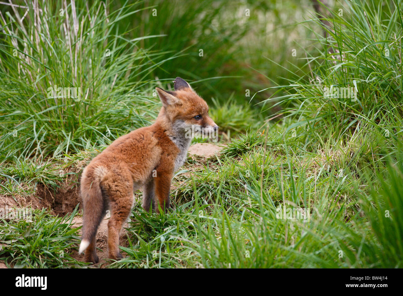 Red fox ( Vulpes vulpes ) cub exploring Stock Photo - Alamy