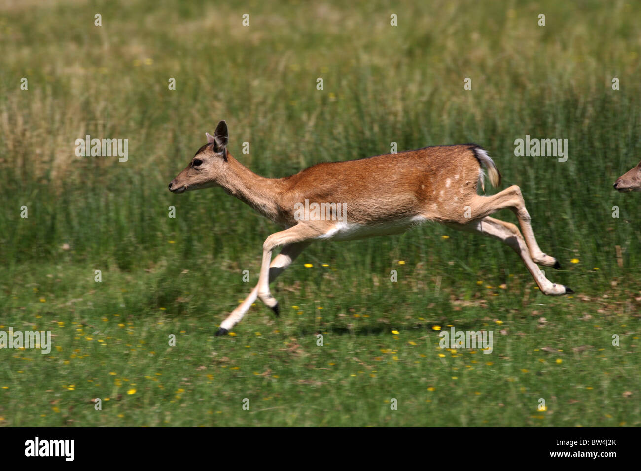 A wild fallow deer running away across the grass Stock Photo - Alamy