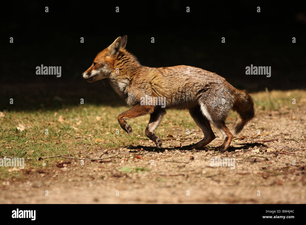 Full body shot of a red fox with a natural looking background. This was ...