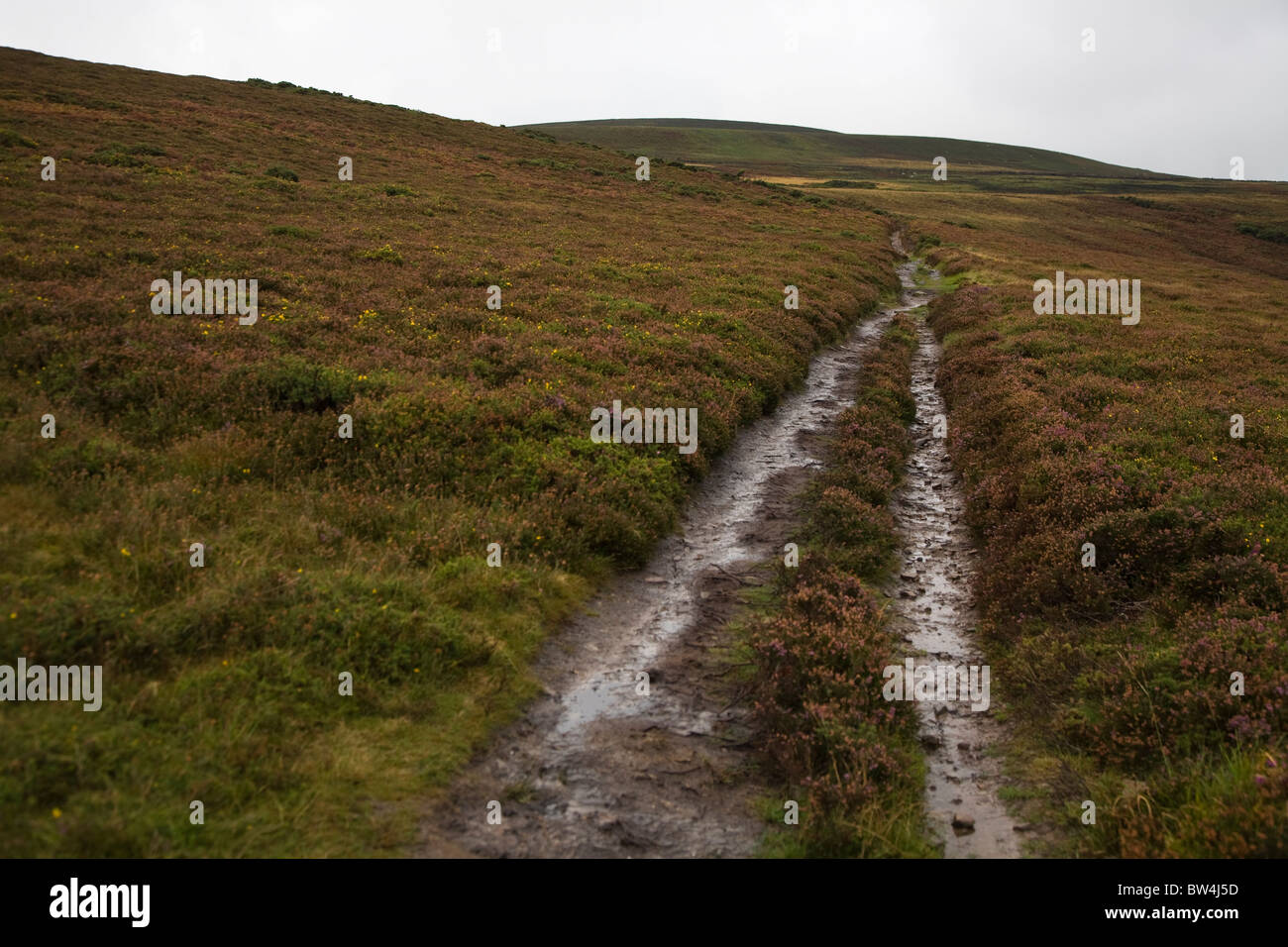 Coastal path in Devon Stock Photo - Alamy