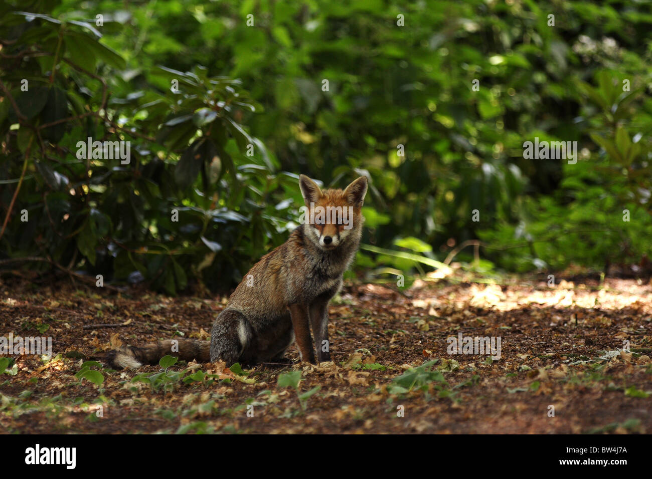 A wild urban fox sitting under some trees in the shade in a London park ...