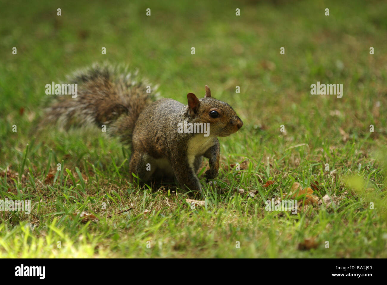 A wild gray squirrel on grass with one front paw raised, looking at the ...