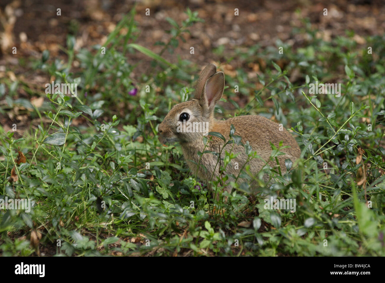 Rabbit bunny young animal wild hi-res stock photography and images - Alamy