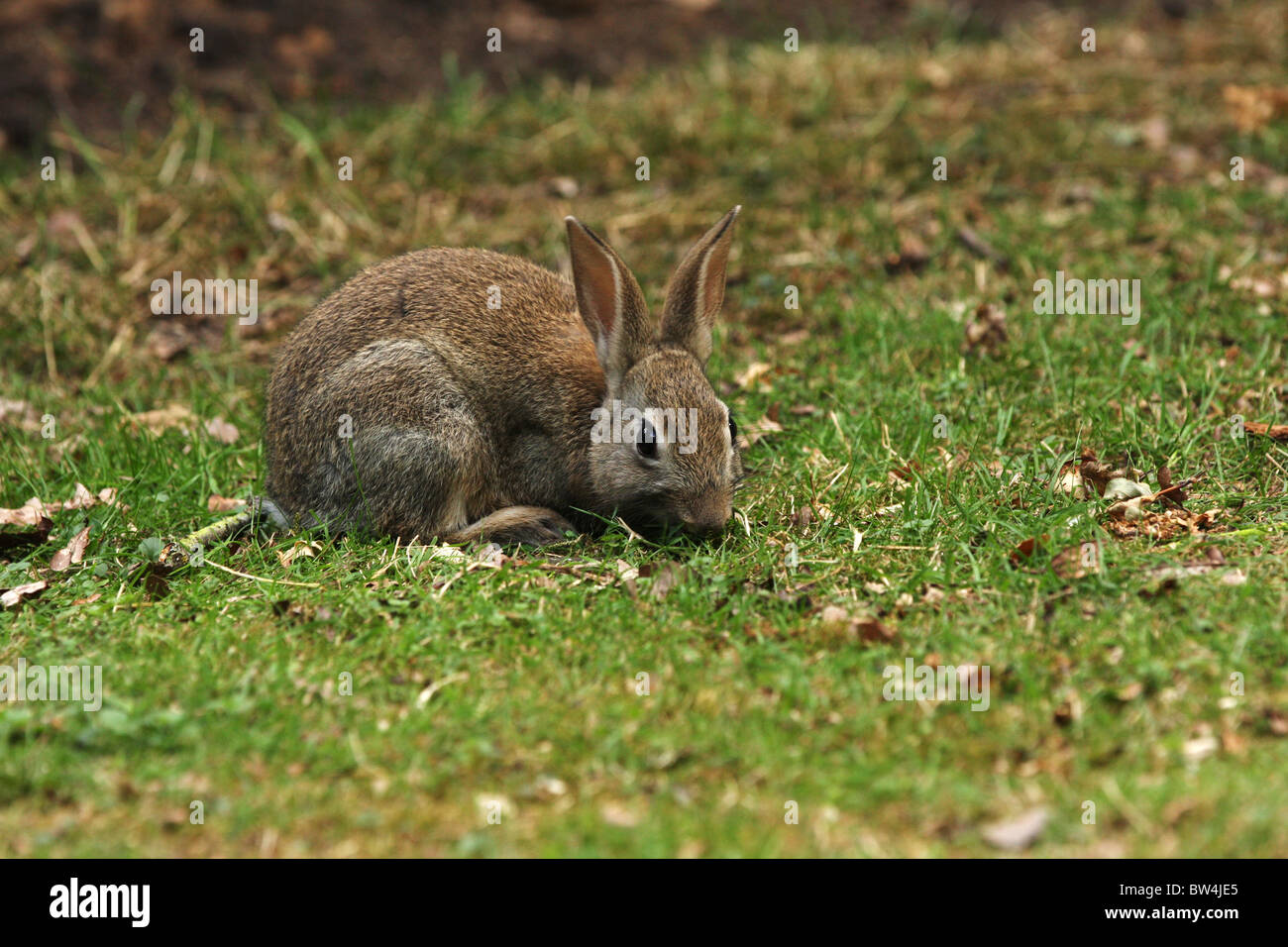A young bunny rabbit eating some grass Stock Photo - Alamy