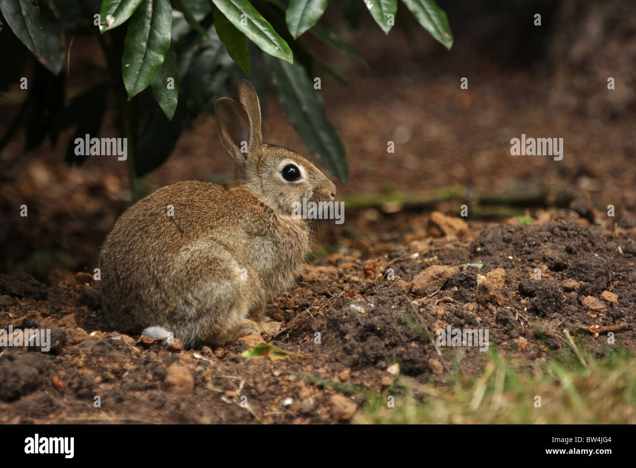 Rabbit bush hi-res stock photography and images - Alamy