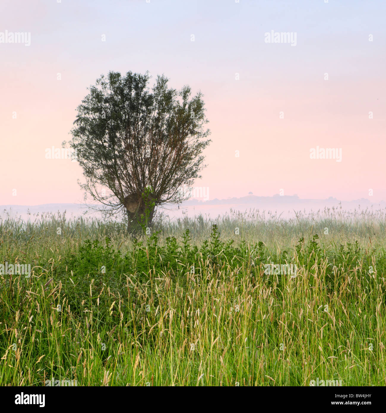 Pollarded willow tree in the dawn mist near Kingsbury Episcopi on the ...