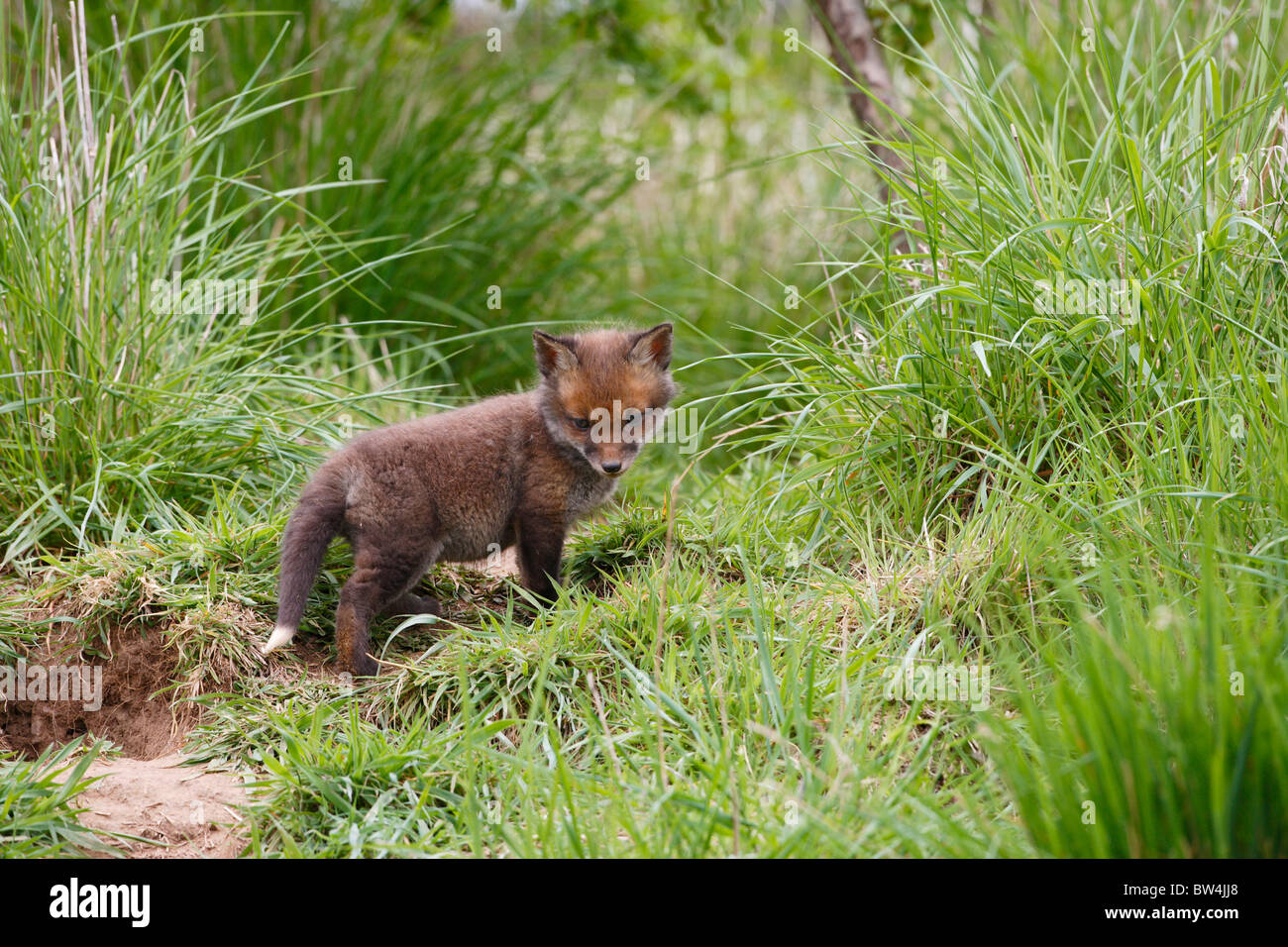 Red fox ( Vulpes vulpes ) cub exploring Stock Photo - Alamy