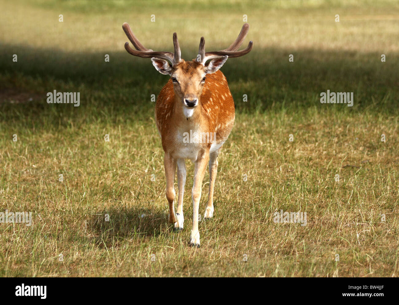 Fallow stag hi-res stock photography and images - Alamy