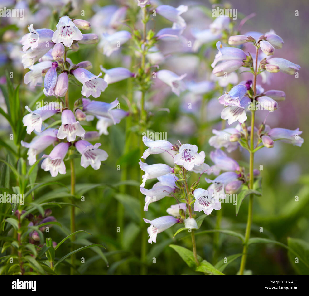 Penstemon flower border hi-res stock photography and images - Alamy