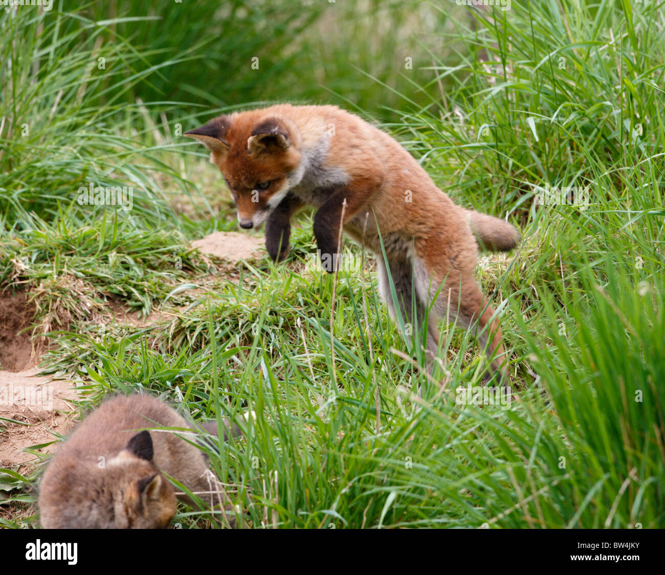 Red fox ( Vulpes vulpes ) cubs play fighting Stock Photo - Alamy