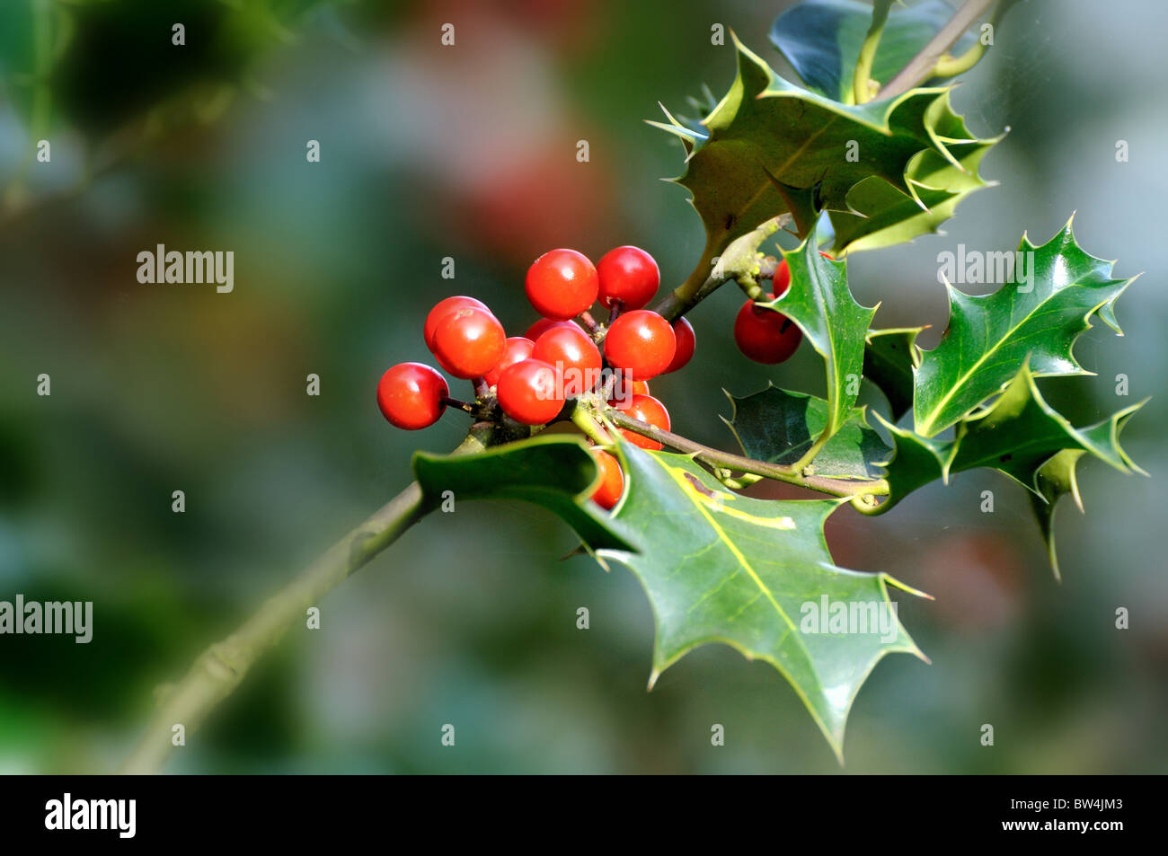 Common holly hi-res stock photography and images - Alamy