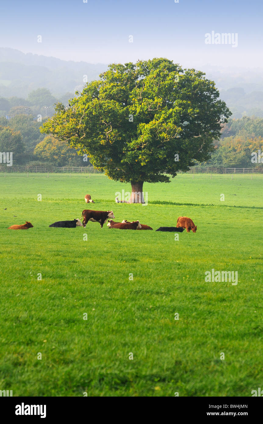 Tree cattle hi-res stock photography and images - Alamy