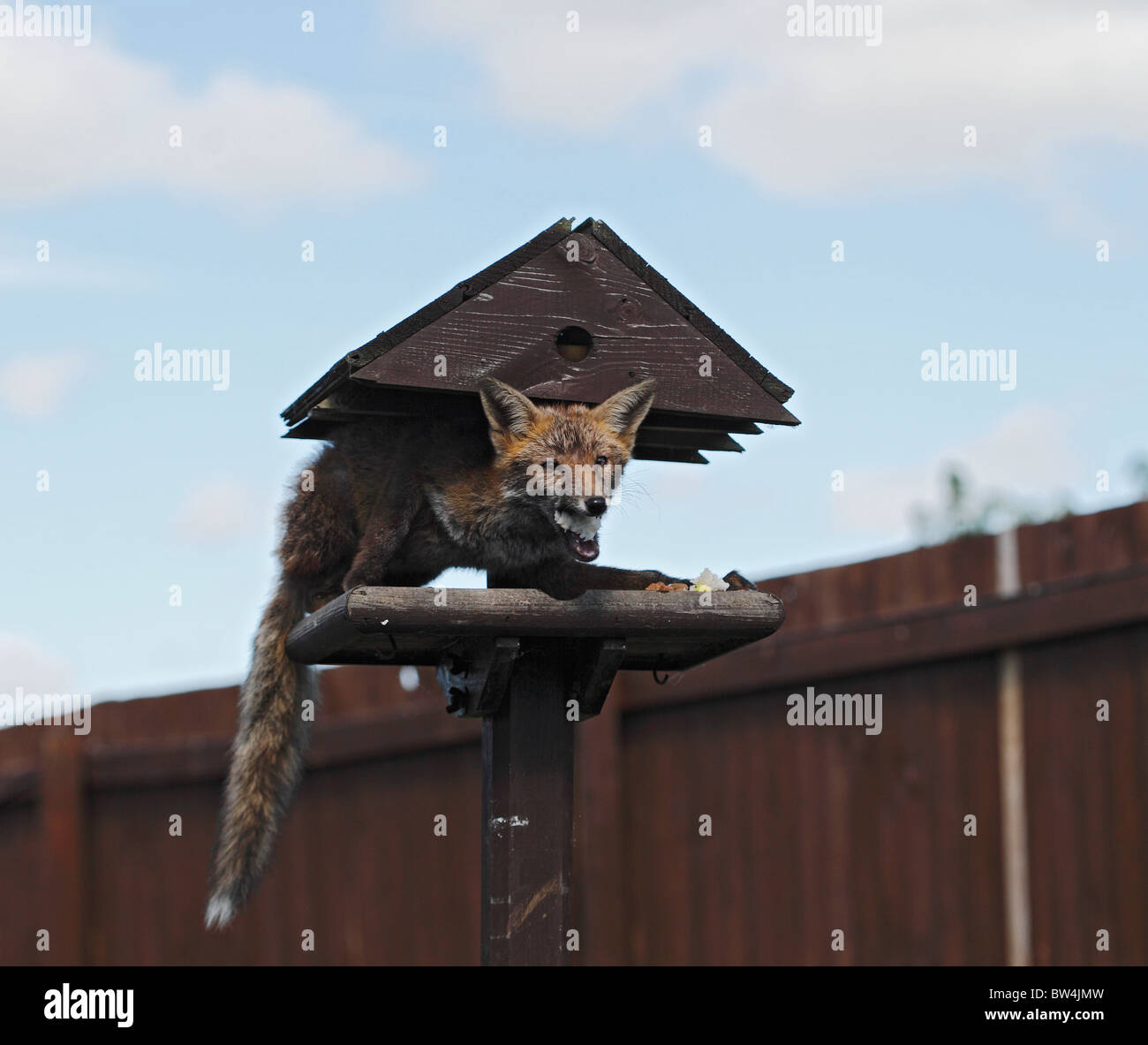 Fox bird table hi-res stock photography and images - Alamy