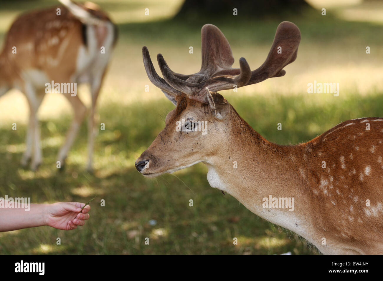 A hand feeding a fallow deer buck stag in Bushy Park in England Stock ...