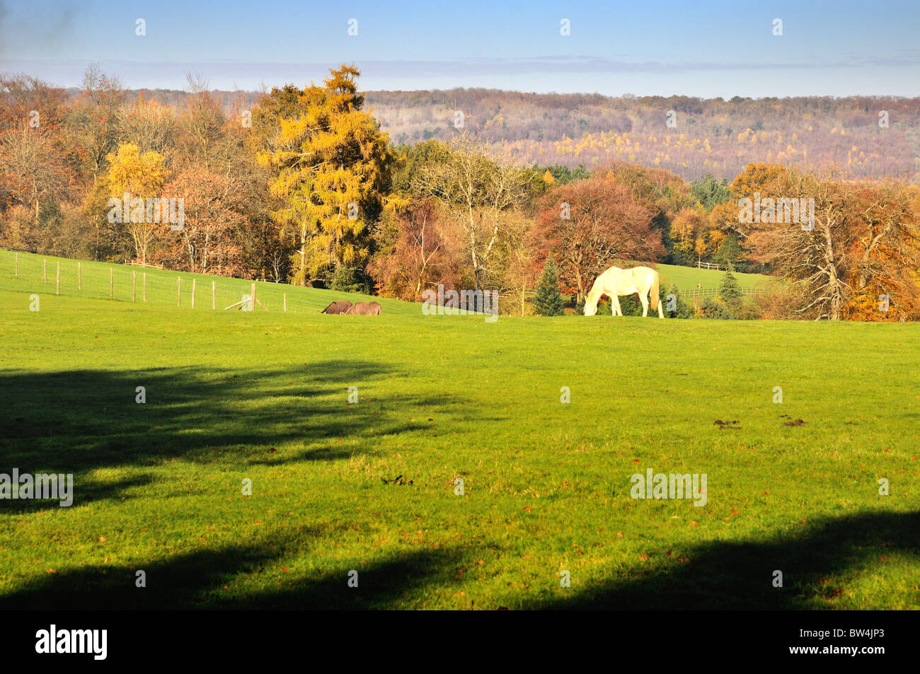 Rural landscape at Abinger Common , Surrey Stock Photo - Alamy