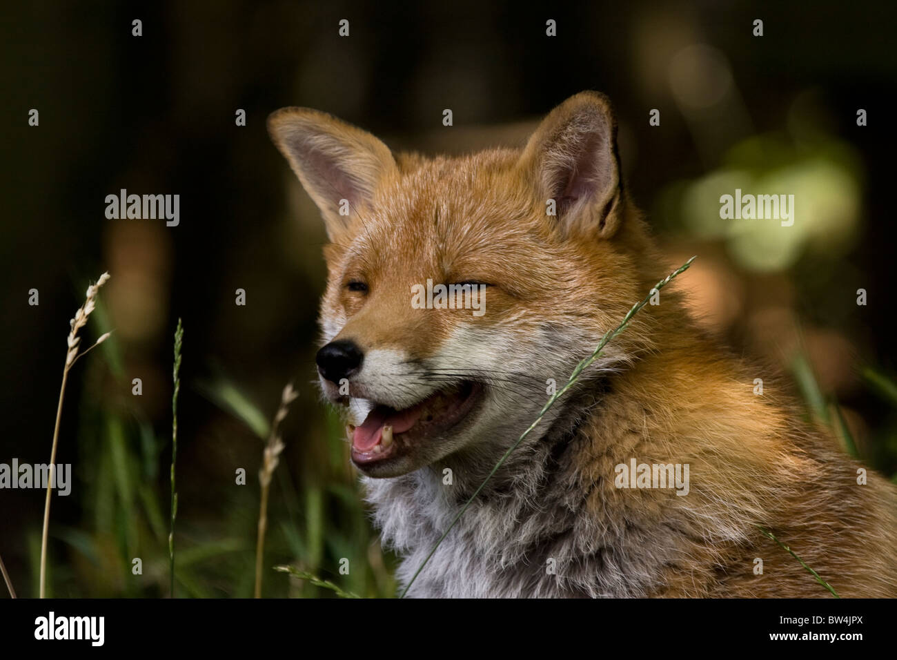 Head shot of a red fox with a natural looking background and long grass ...
