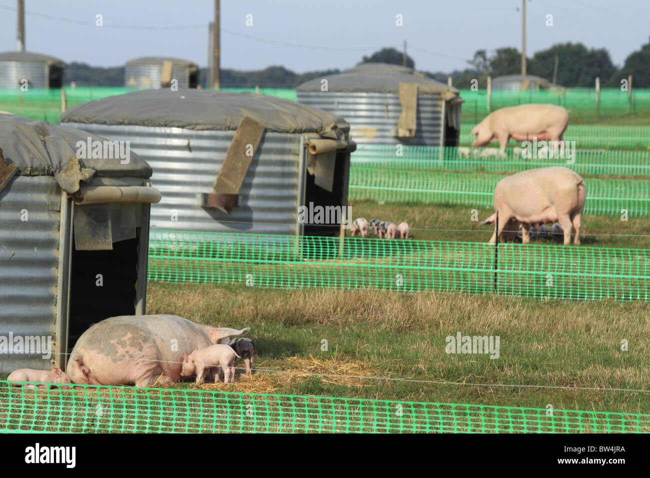 Pig pig farm in brittany hi-res stock photography and images - Alamy