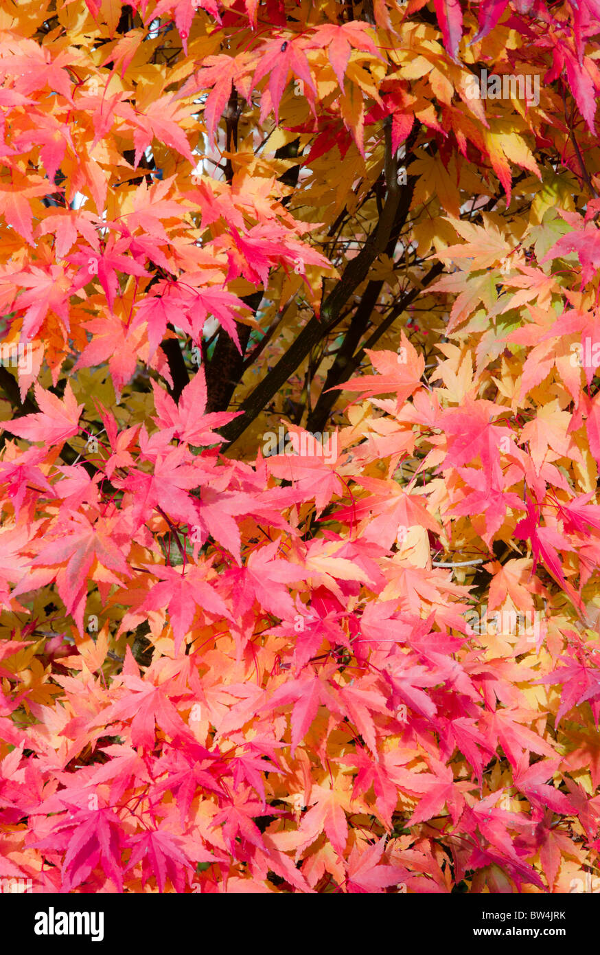 Orange acer tree hi-res stock photography and images - Alamy