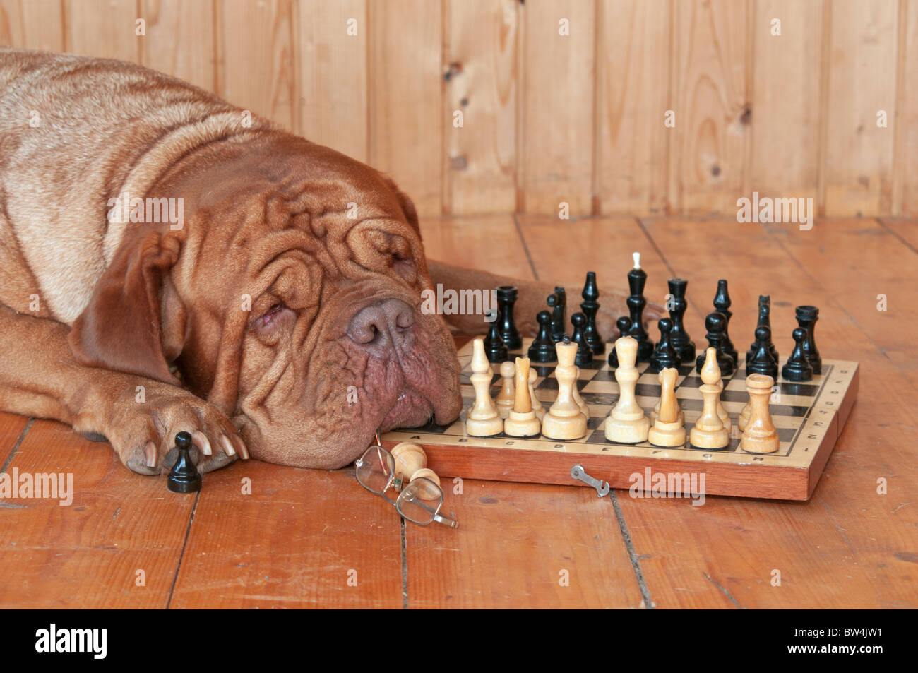 Grand Master Tired of playing Chess Stock Photo - Alamy