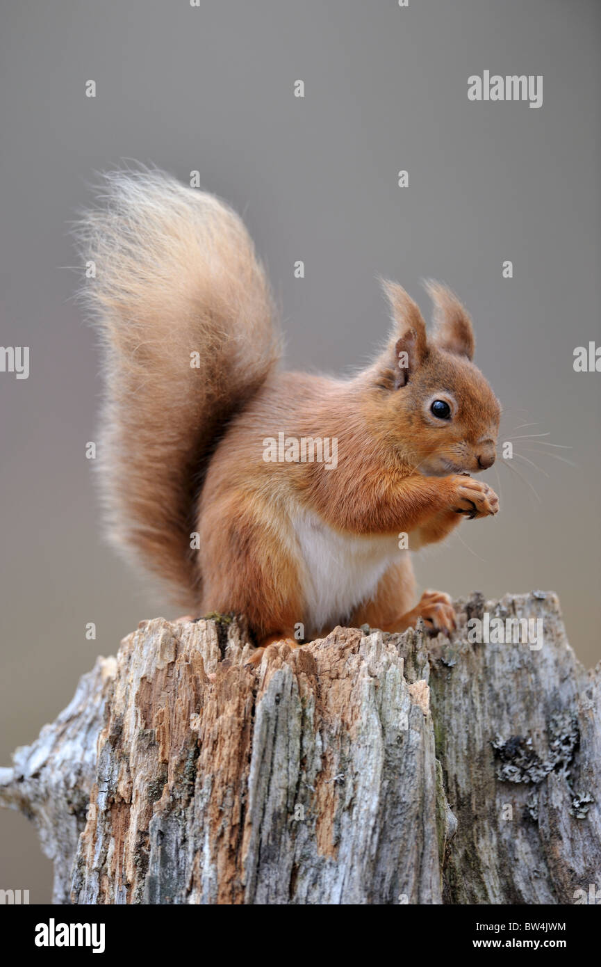 Red Squirrel, Sciurus vulgaris, in oak woodland, Cairngorms, Scotland ...
