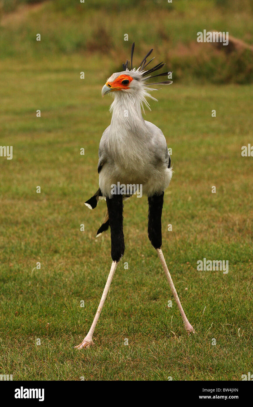 Secretary with legs hi-res stock photography and images - Alamy