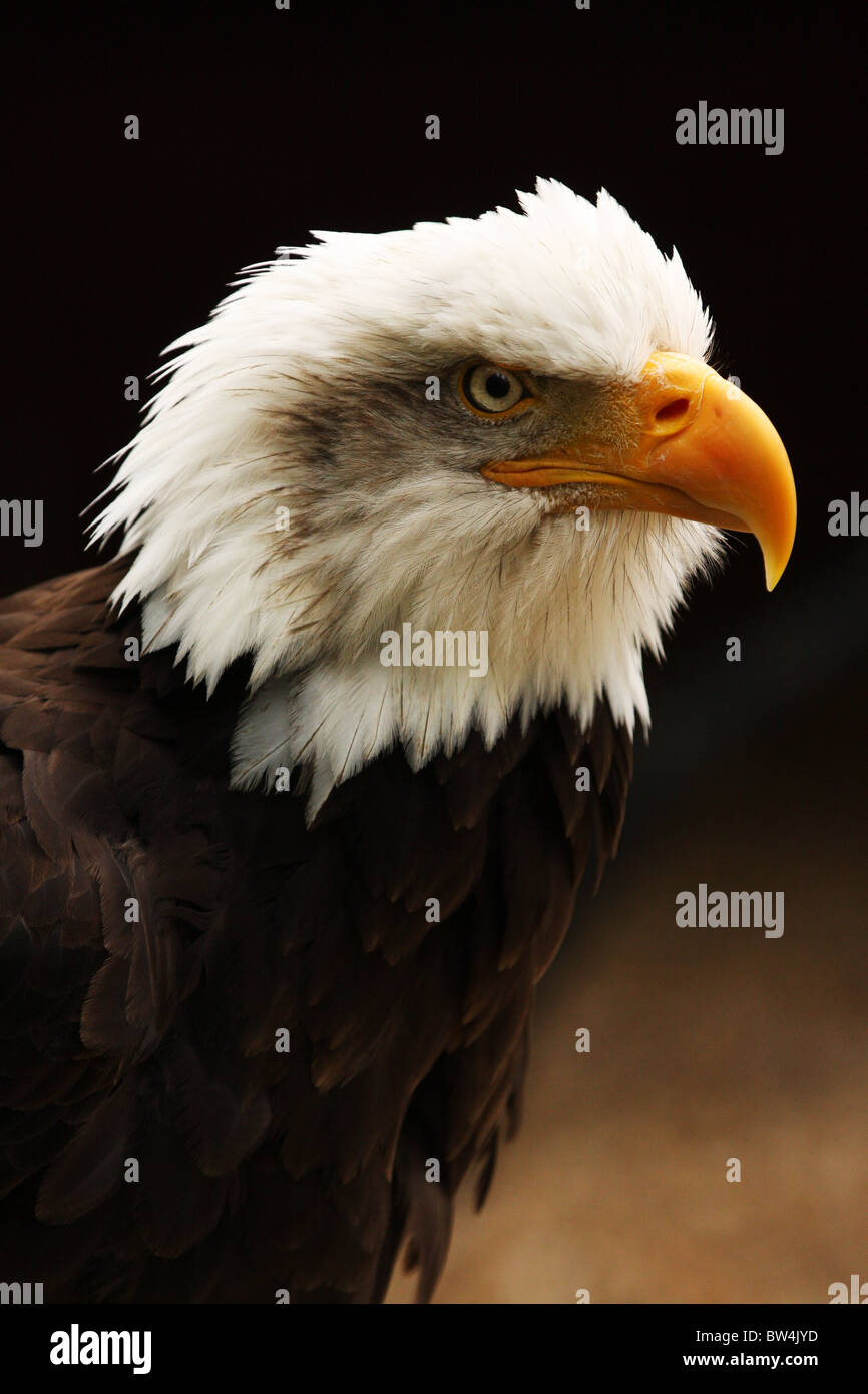 A vertical shot of a Bald Eagle head, with a dark brown and black ...