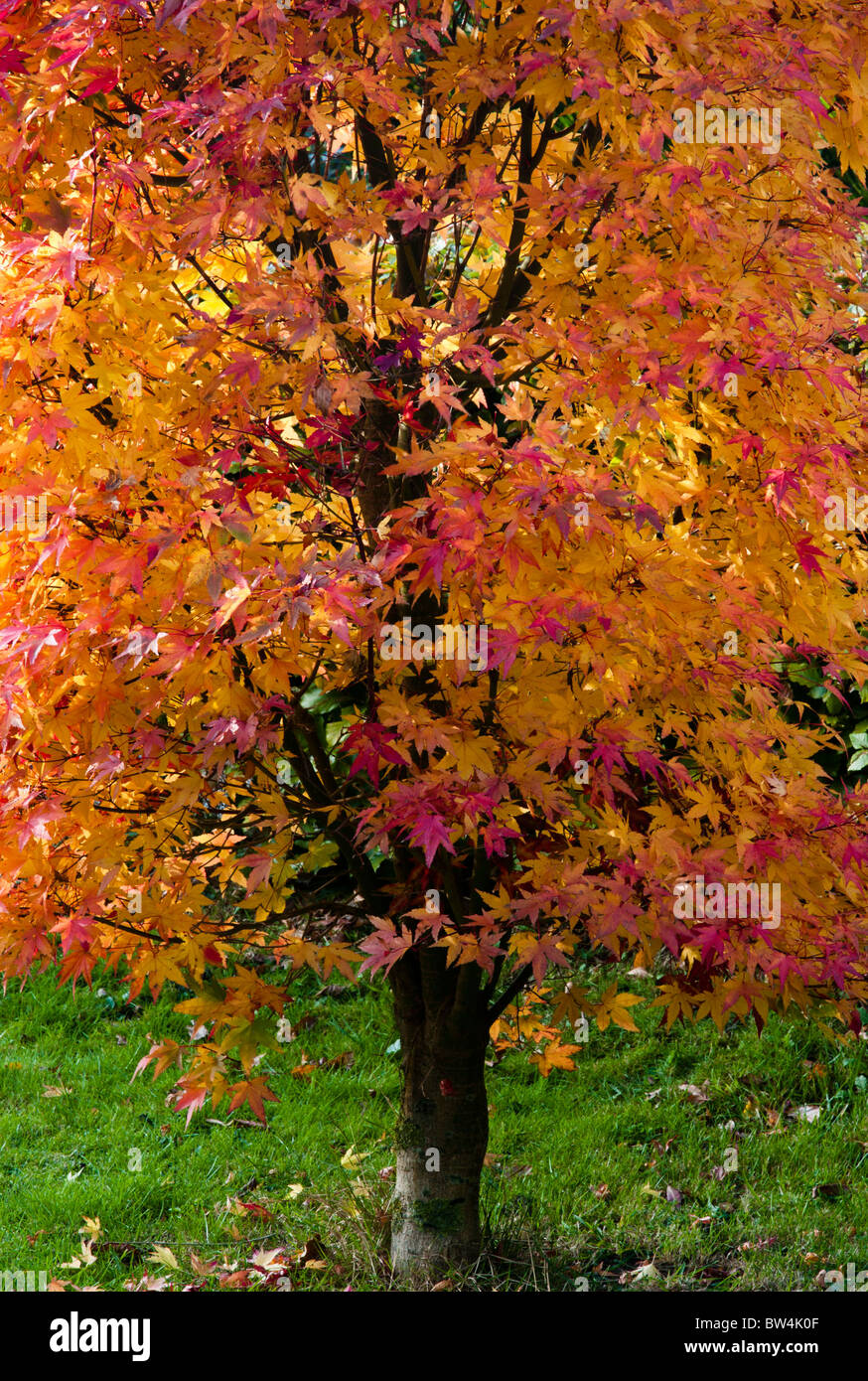 Acer tree in autumn hi-res stock photography and images - Alamy