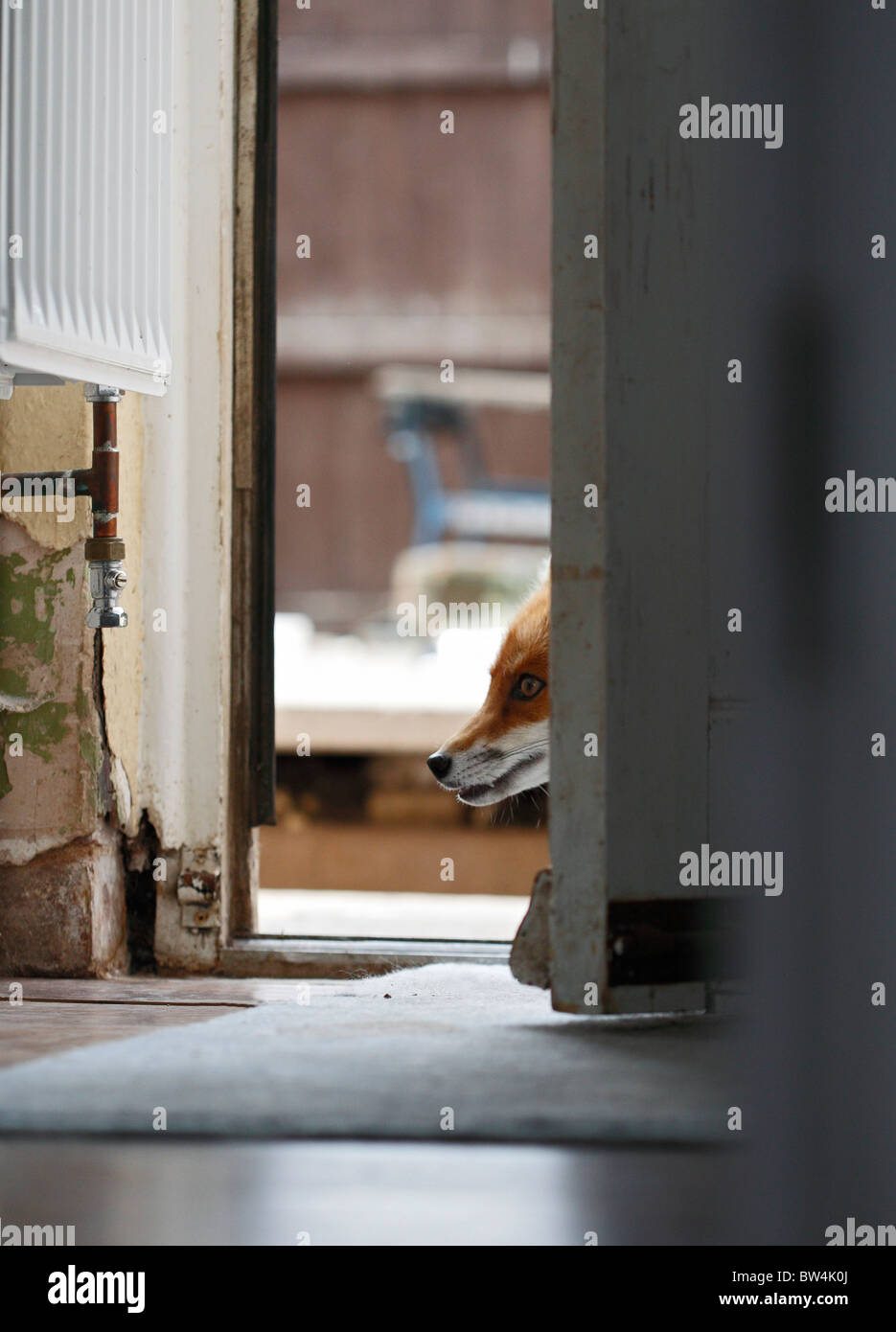 Red fox ( Vulpes vulpes ) enters house through back door Stock Photo ...