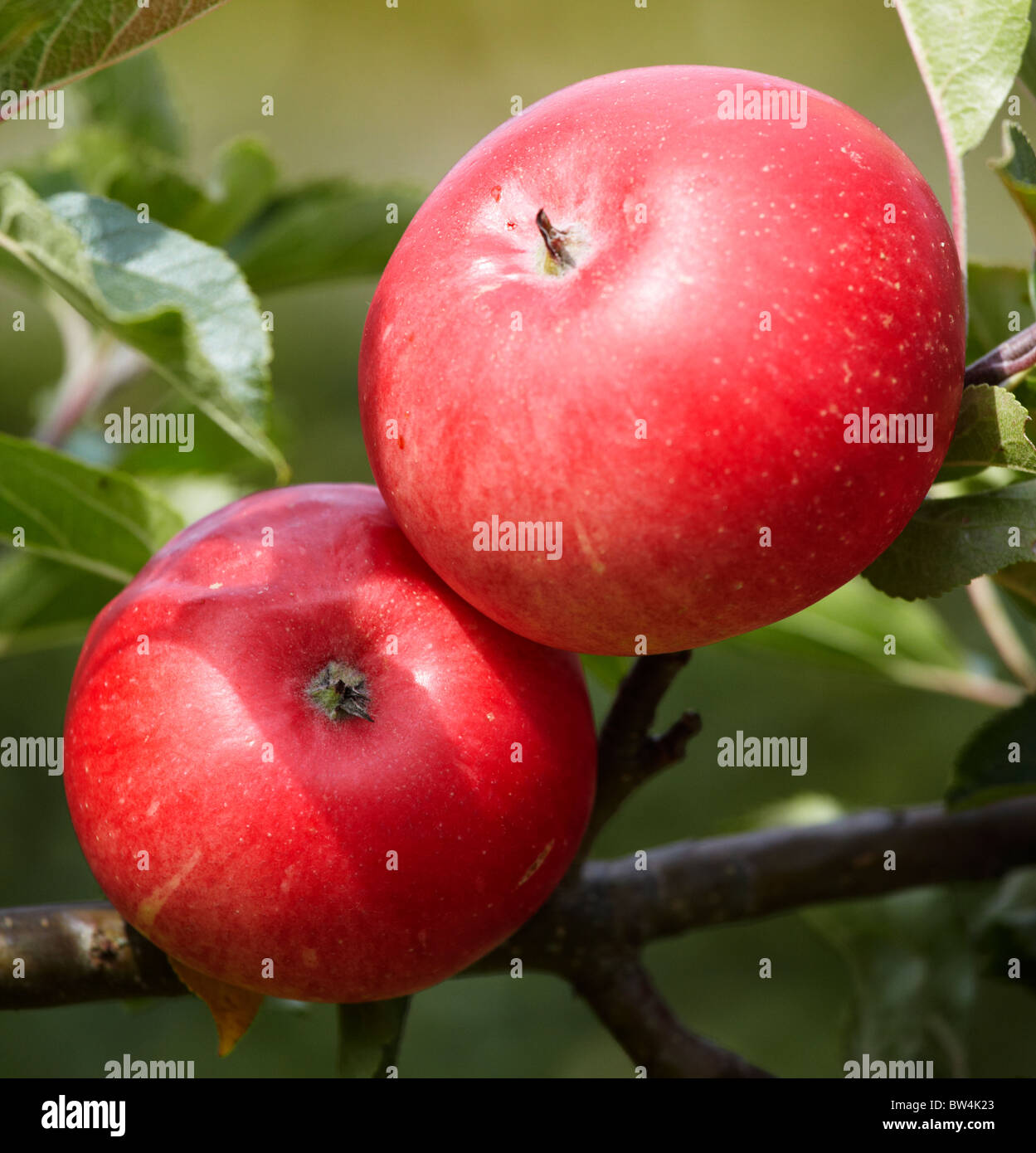 Red eating apples, ripe and ready to eat Stock Photo - Alamy