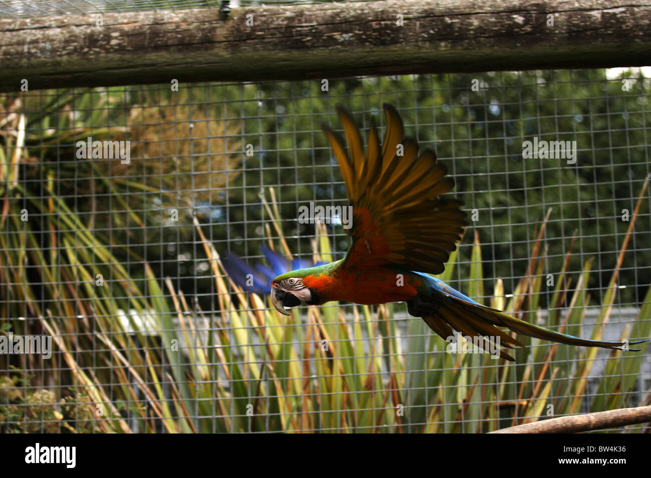 Aviary macaw hi-res stock photography and images - Alamy