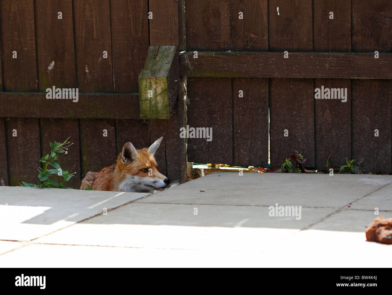 Red fox ( Vulpes vulpes ) in back yard Stock Photo - Alamy