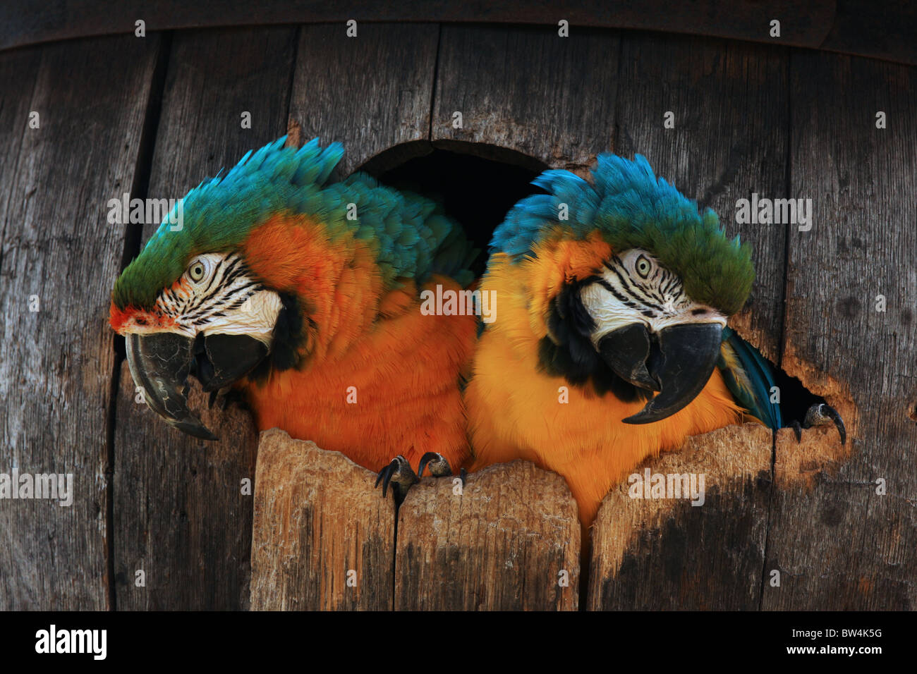 Close up head shot of two macaw parrots in their nest barrel box Stock ...